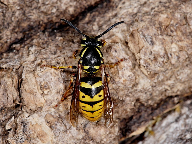 British Wasps Wildlife Insight