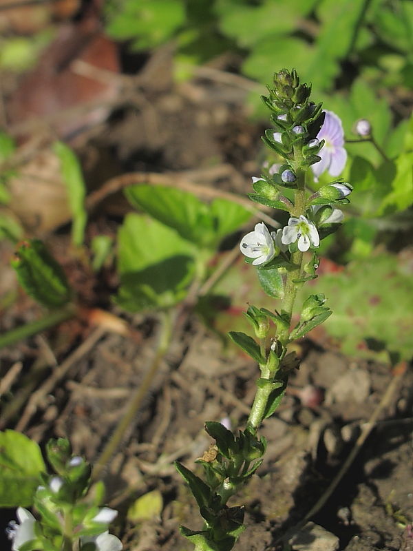 Thyme leaved Speedwell Veronica Serpyllifolia Wildlife Insight