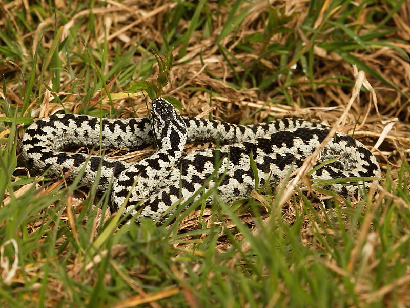 Coastal walk from Gorran Haven to Dodman Point, Cornwall | Wildlife Insight