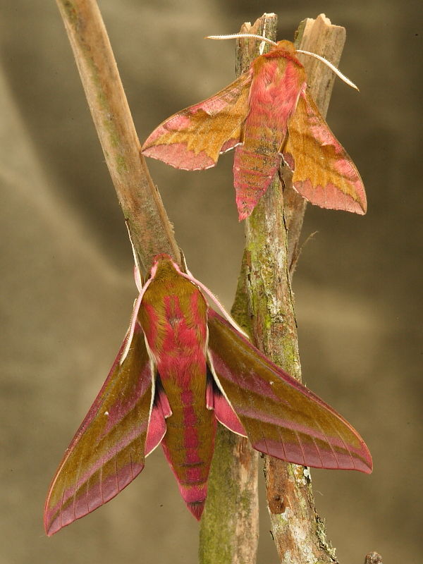 Identification of the Elephant Hawk-moth and Small Elephant Hawk-moth | Wildlife Insight