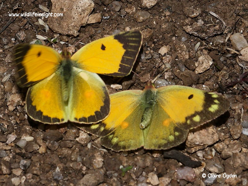 Clouded Yellow Butterfly