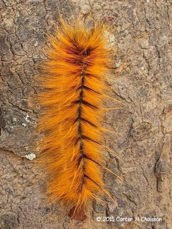 Introduction to rearing caterpillars | Wildlife Insight