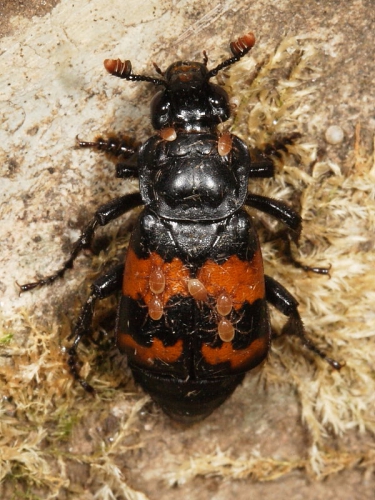 Black and orange banded Sexton burying beetles | Wildlife Insight