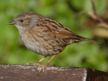 Common British birds: Dunnock or Hedge Sparrow | Wildlife Insight