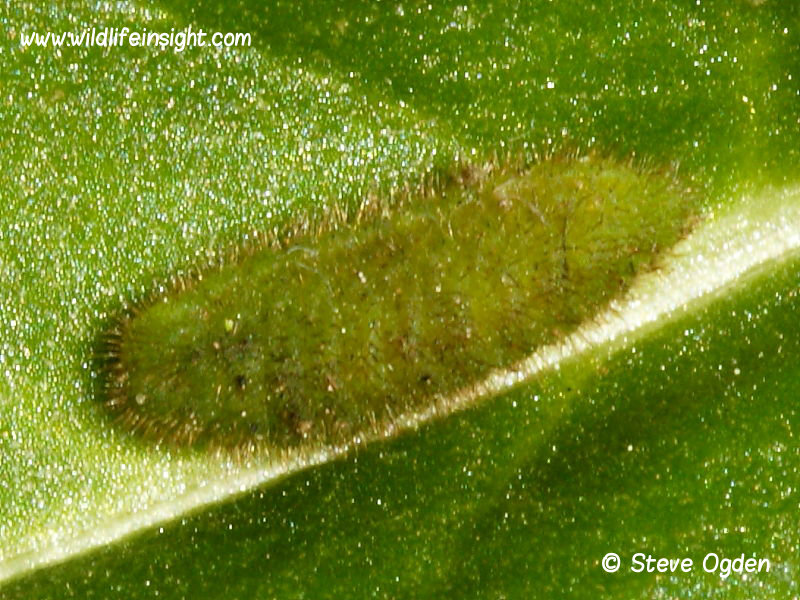 The Small Copper Butterfly and caterpillar (Lycaena phlaeas) | Wildlife ...