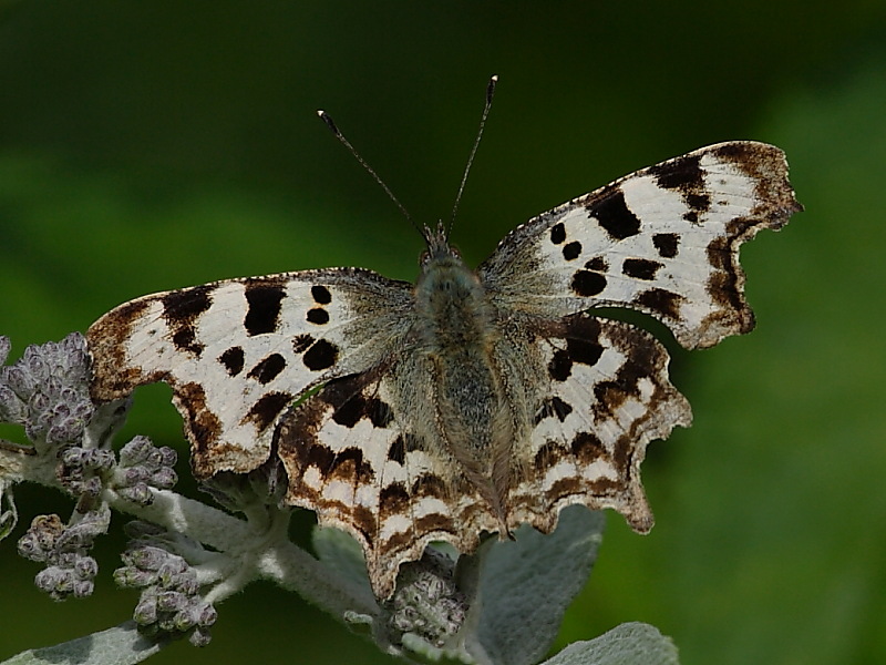 British butterfly gallery by family | Wildlife Insight