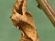 Comma butterfly and caterpillar (Polygonia c-album) | Wildlife Insight
