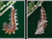 Comma butterfly and caterpillar (Polygonia c-album) | Wildlife Insight