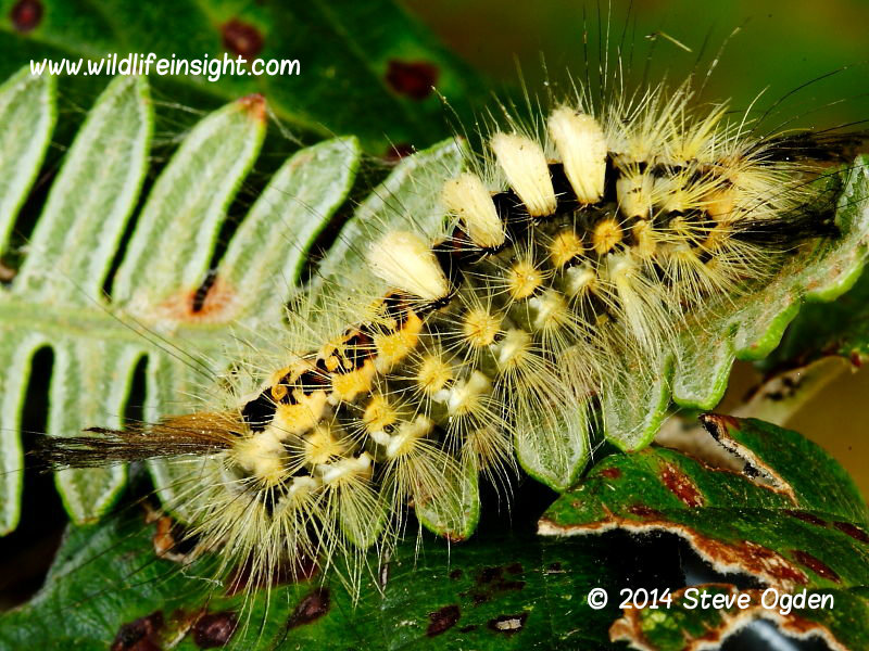 The Vapourer caterpillar and moth Moth Orgyia antigua
