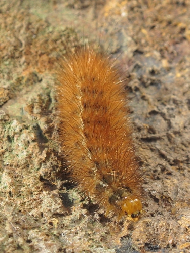 British caterpillars: Buff Ermine | Wildlife Insight