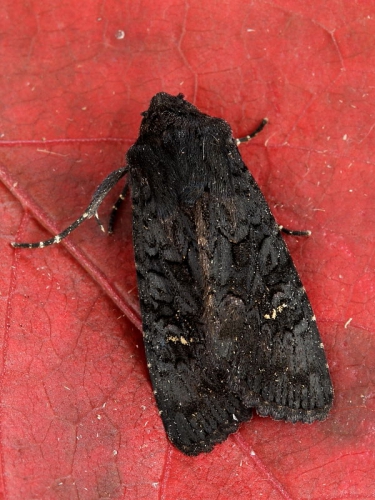 Black Rustic moths | Wildlife Insight