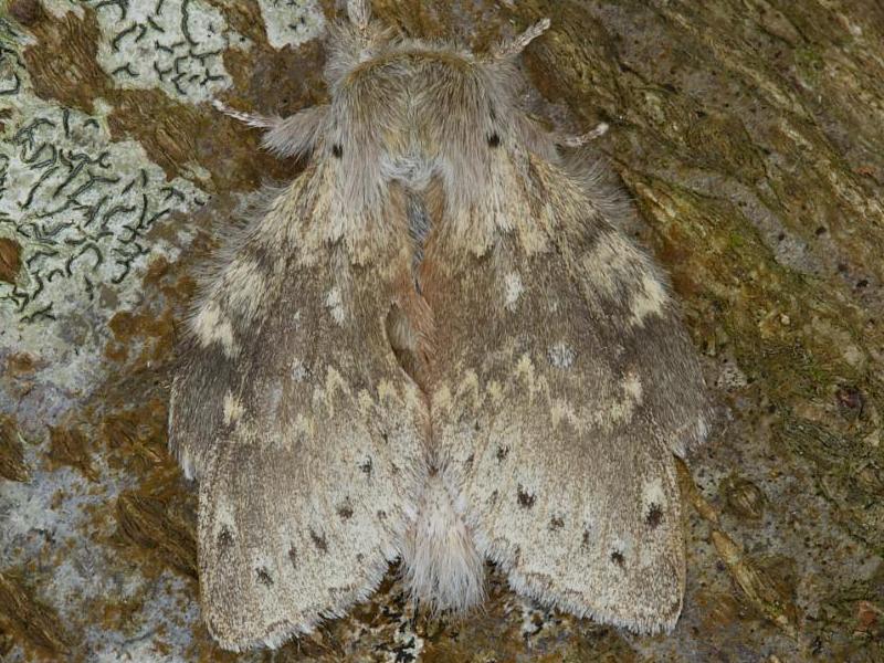 Macro Moths 2 | Wildlife Insight