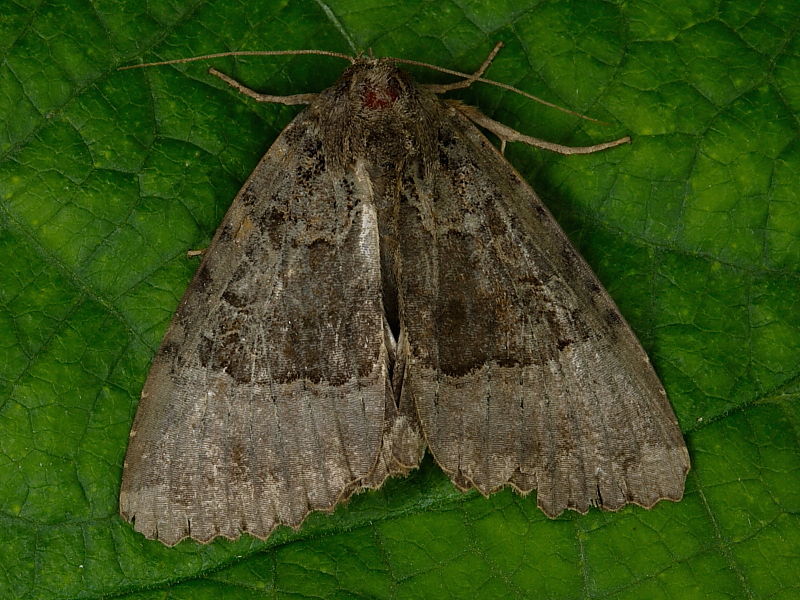 Mormo maura Archives | Wildlife Insight