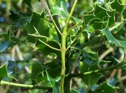 Helford Estuary butterflies | Wildlife Insight