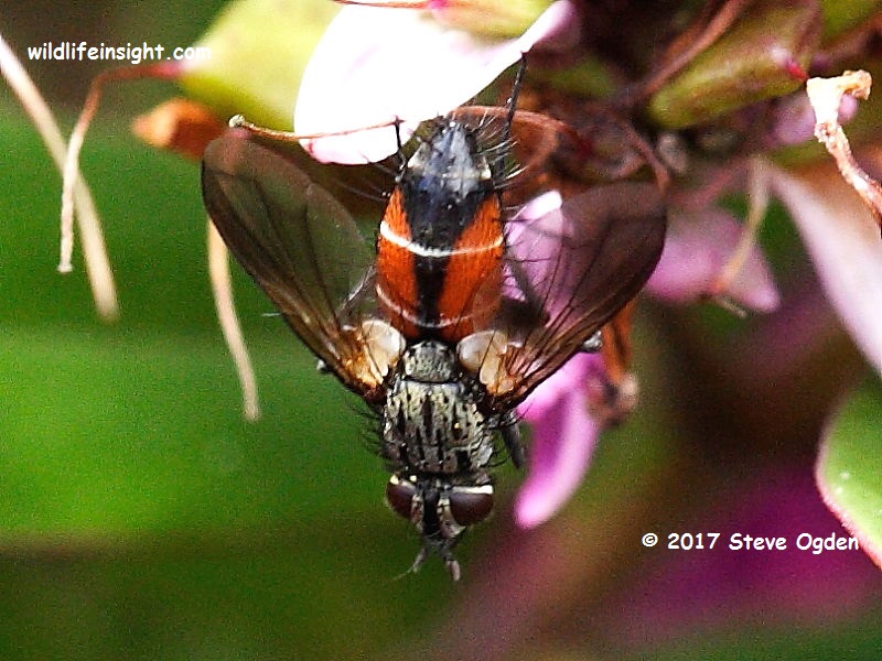 British Flies | Wildlife Insight