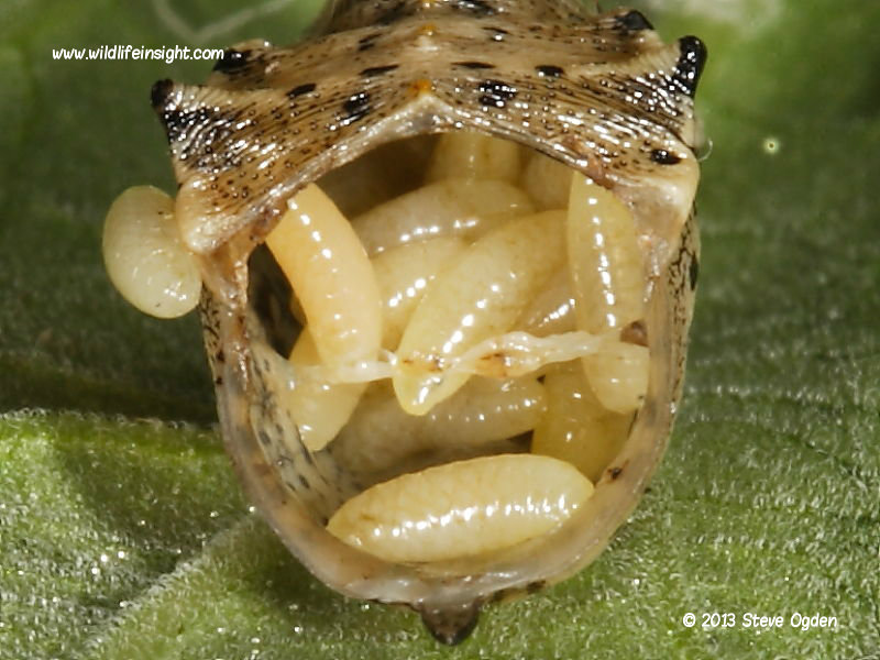 British Flies | Wildlife Insight