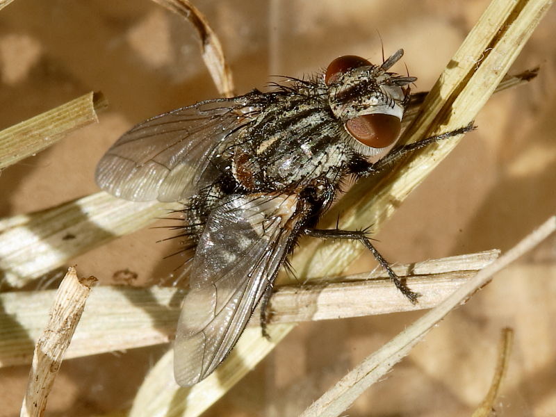 British Flies | Wildlife Insight