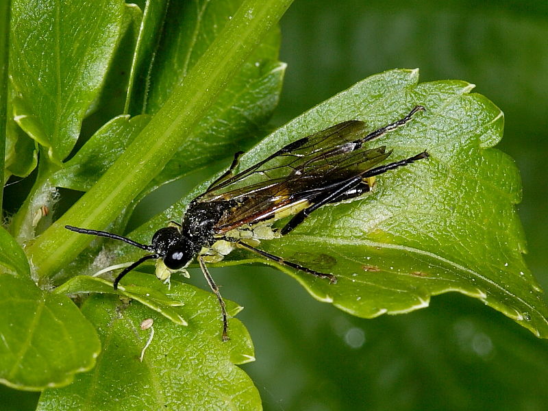 British Flies | Wildlife Insight