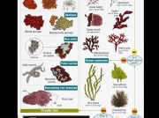 Rock pool and rocky shore wildlife identification guide | Wildlife Insight