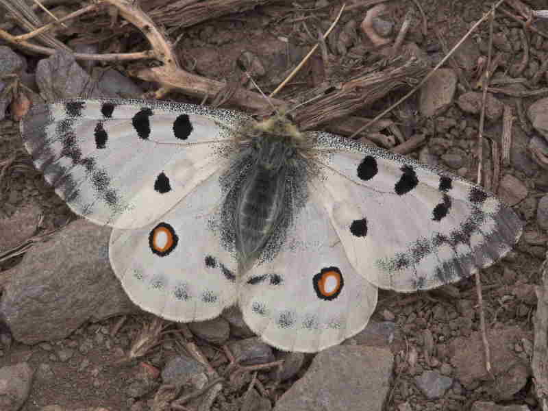 Spanish Butterfly Gallery | Wildlife Insight