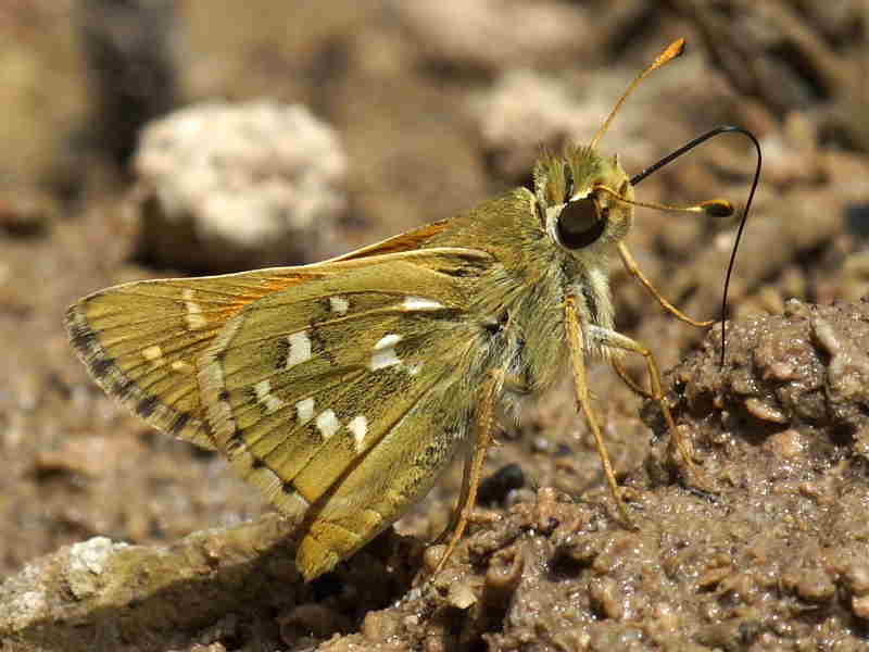 Spanish Butterfly Gallery | Wildlife Insight