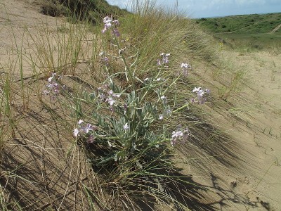 Sea Stock (Matthiola sinuata) on the dunes at Braunton Burrows in Devon ...