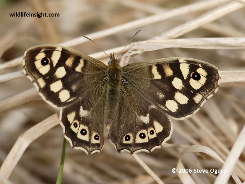 Speckled Wood Butterfly and caterpillar (Pararge aegeria) | Wildlife ...