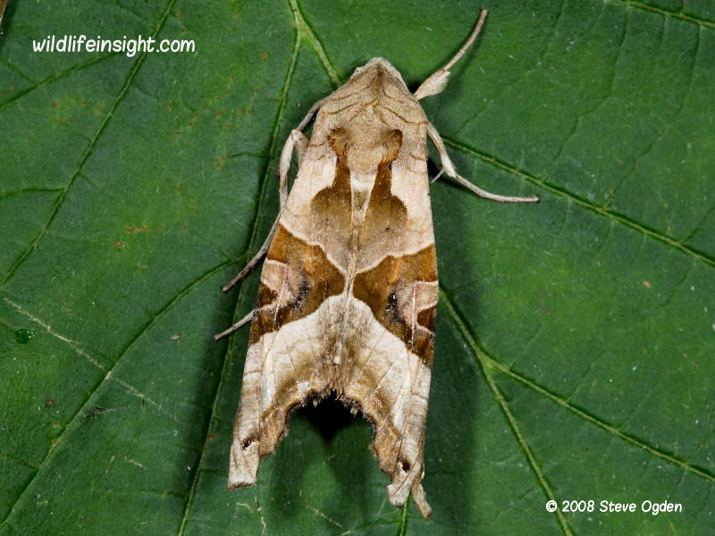 Angle Shades Moth (Phlogophora meticulosa) | Wildlife Insight