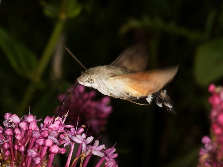 Hummingbird Hawk-moth | Wildlife Insight