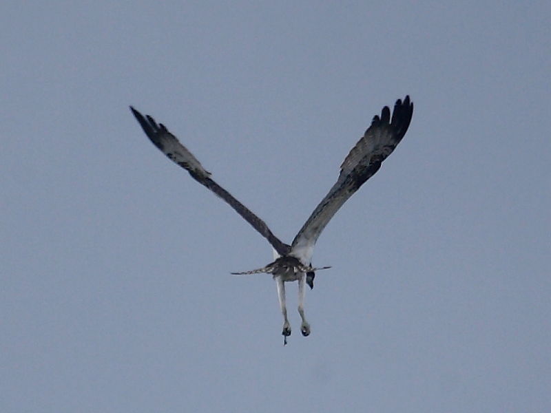 Osprey, Pandion haliaetus | Wildlife Insight