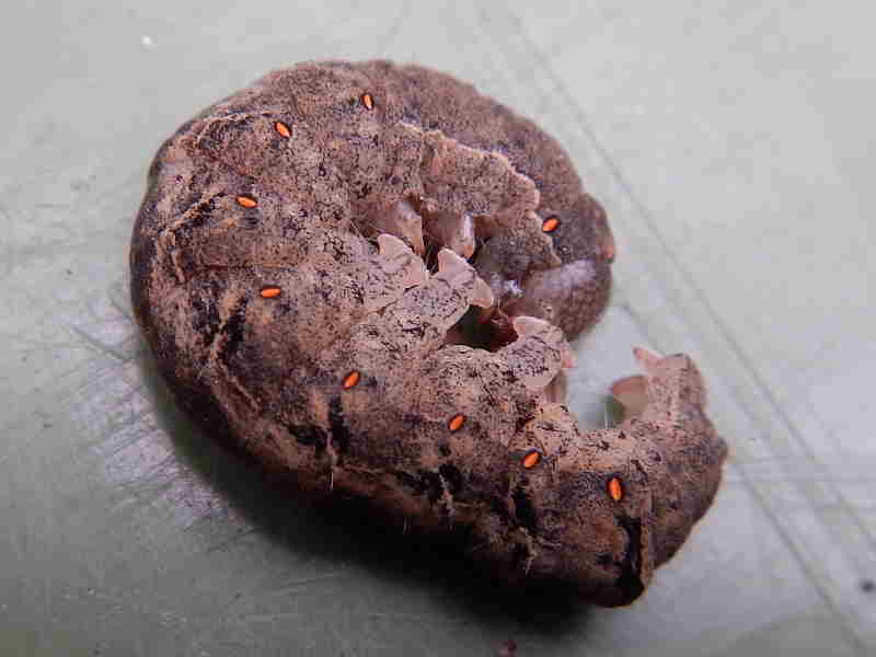 Wildlife Insight | Page 10 of 96 | nature photography