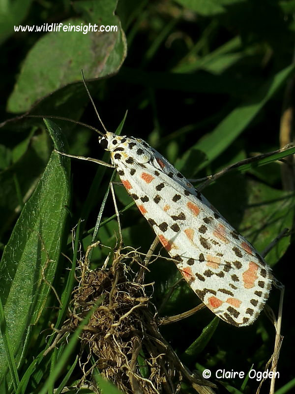 Colourful migrant moth | Wildlife Insight