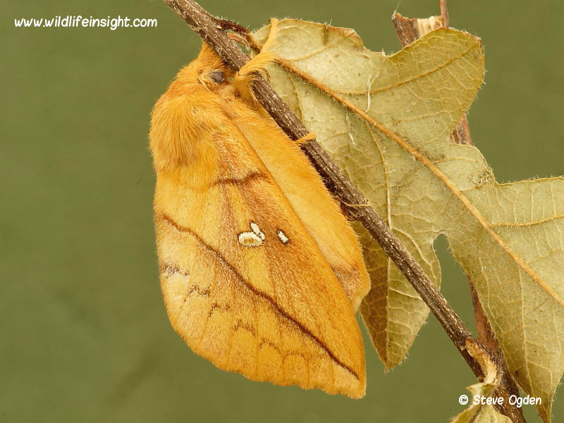 The Drinker moth (Euthrix potatoria) | Wildlife Insight