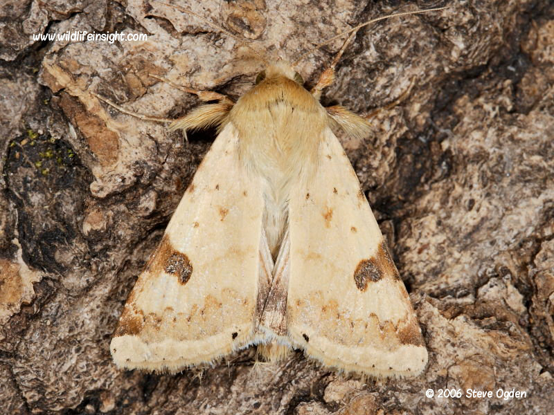 Bordered Straw moth and caterpillars