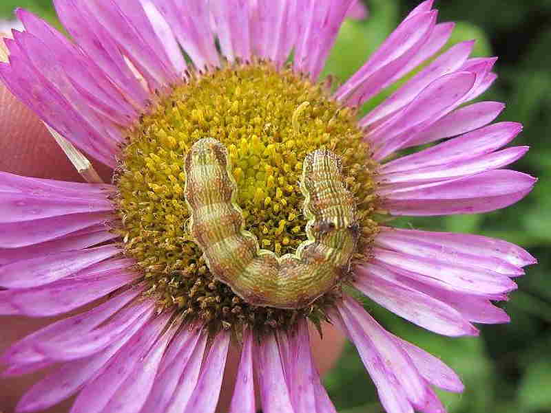 Scarce Bordered Straw Caterpillars | Wildlife Insight