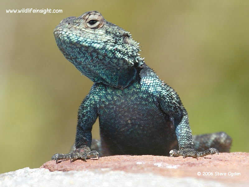 Cape Point wildlife South Africa | Wildlife Insight