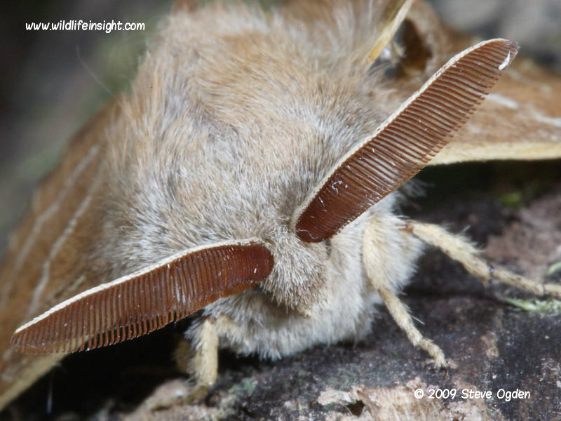 Fox moth caterpillar and moth Macrothylacia rubi