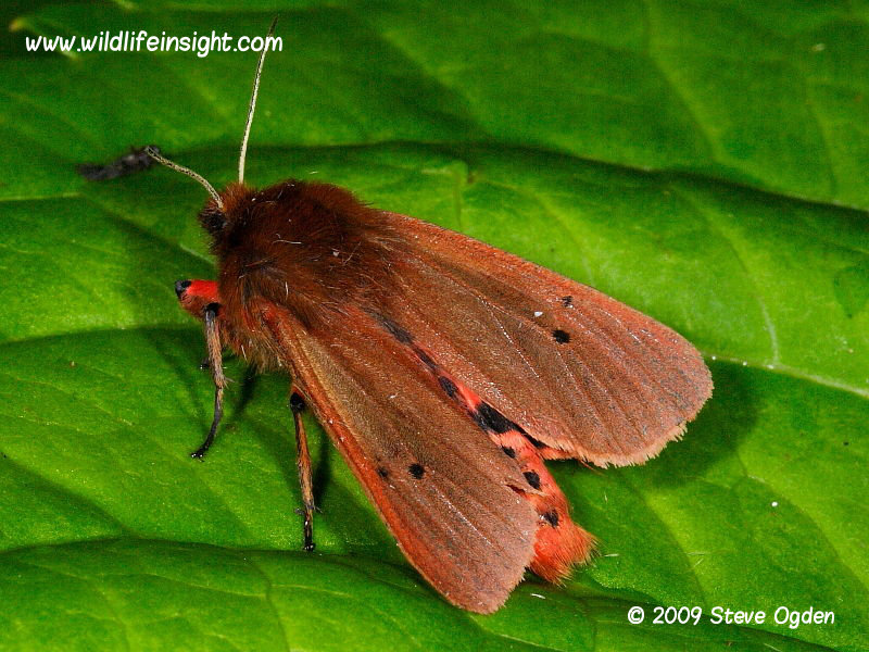 Ruby Tiger moth and caterpillar Phragmatobia fuliginosa