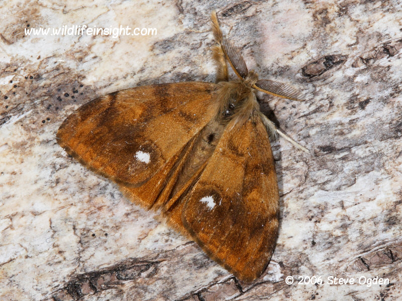 The Vapourer caterpillar and moth Moth Orgyia antigua