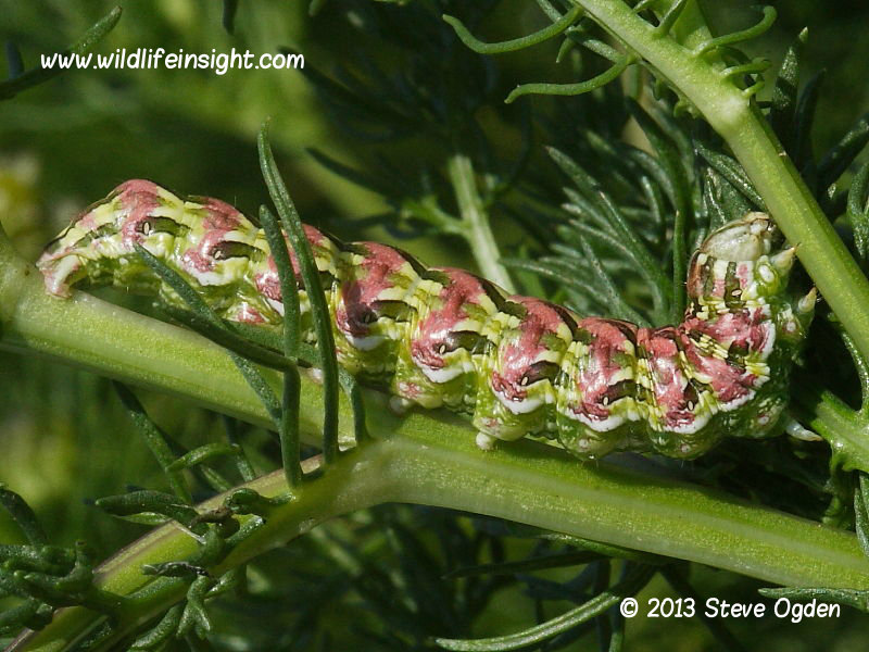 Chamomile Shark moth and caterpillar Cucullia chamomillae | Wildlife ...