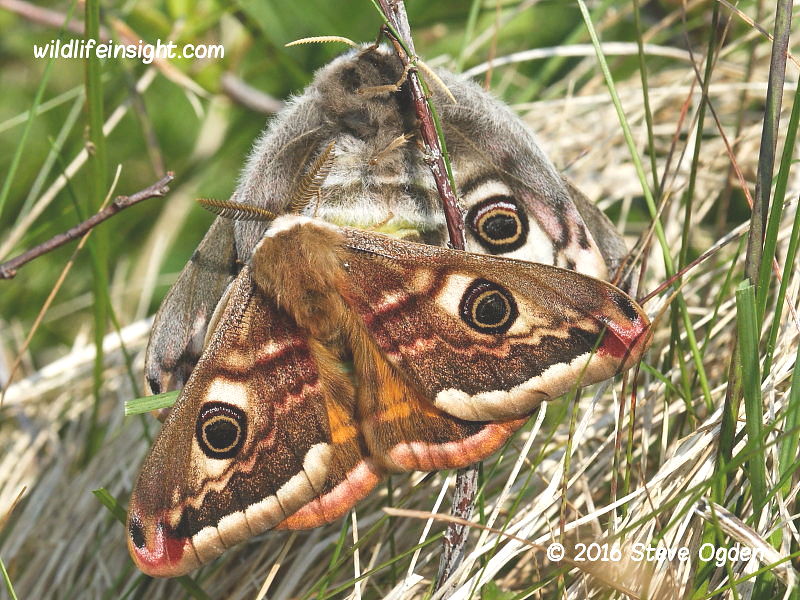 Pair of Emperor Moths | Wildlife Insight