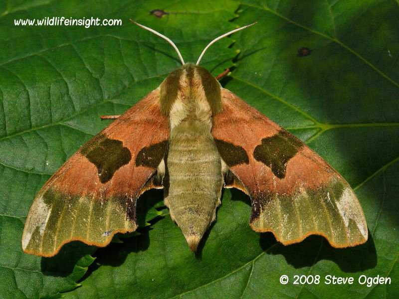 Green Sphinx Moth