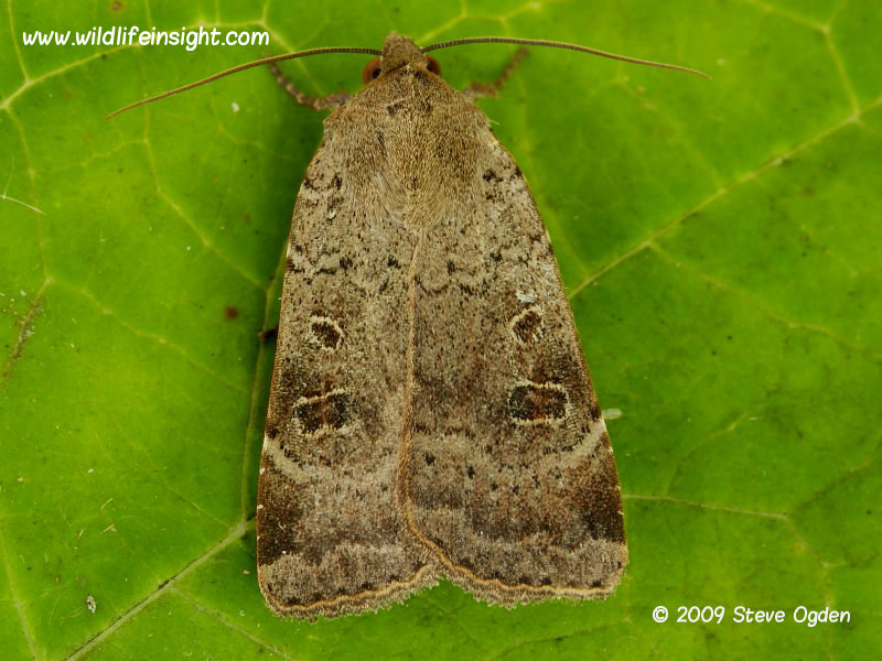 Lesser Yellow Underwing Moth and caterpillar, Noctua comes. | Wildlife ...