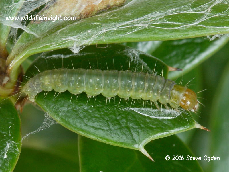 Light Brown Apple Moth and caterpillar, Epiphyas postvittana | Wildlife ...