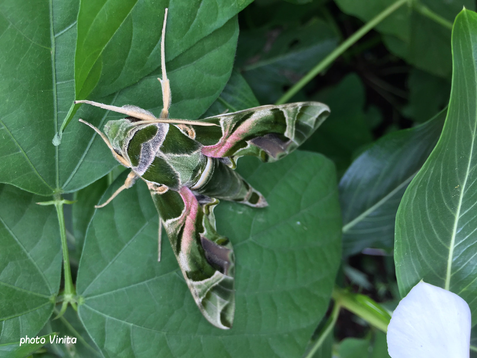 Oleander Hawkmoth, Daphnis nerii | Wildlife Insight