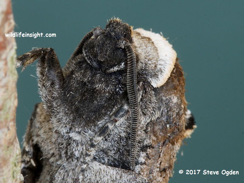 The Goat Moth and caterpillar (Cossus cossus) | Wildlife Insight