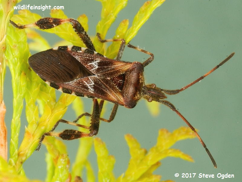 Western Conifer Seed Bug - Leptoglossus occidentalis | Wildlife Insight