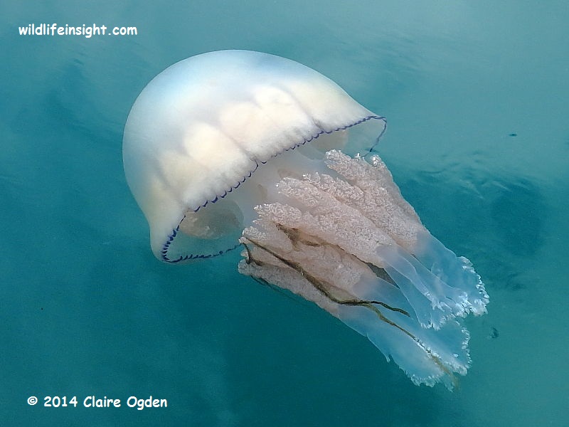Jellyfish in Cornwall, British Isles | Wildlife Insight