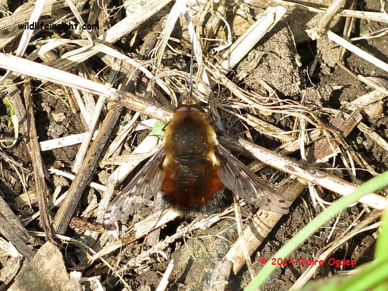 Bee flies – The Dark-edged Bee-fly and The Dotted Bee-fly | Wildlife ...