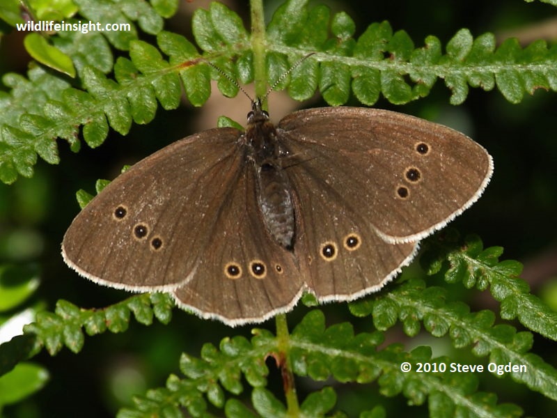 Ringlet Butterfly, Aphantopus hyperantus | Wildlife Insight